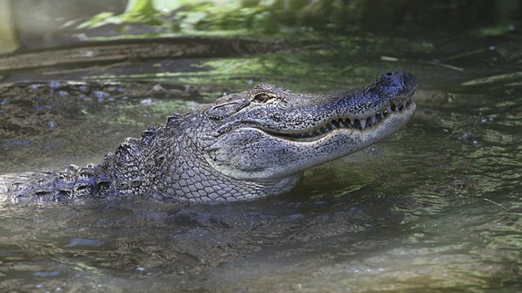 Arkansans harvest 84 alligators in 2019 | Southwest Arkansas News